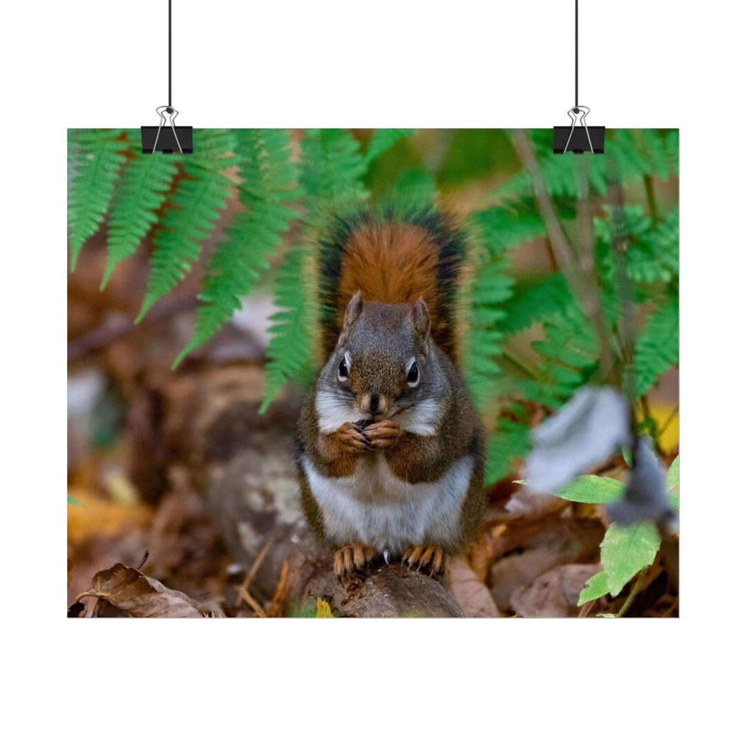 Red Squirrel Poster, Squirrel Poster, Squirrel Print, Wildlife Poster ...
