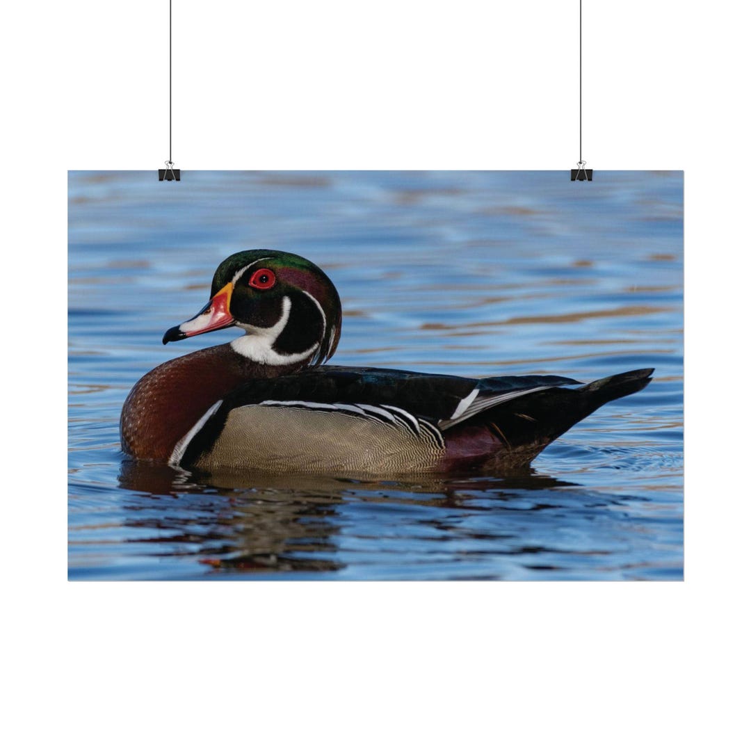 Duck Poster Wood Duck Artwork Bird Nerd Art Wildlife Dorm Decor Duck ...