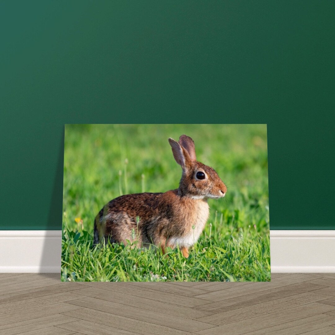 Cottontail Rabbit Print, Rabbit Poster, Wildlife Poster, Fine Art ...