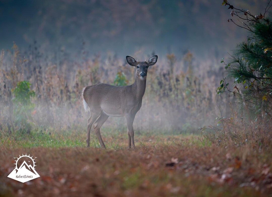 Deer Photograph Whitetail Deer Lover Print Wildlife Dorm Decor Outdoorsy Living Room Wall ...