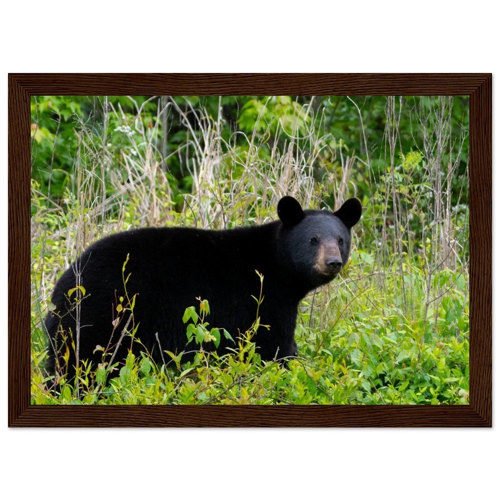 Black Bear Poster, Bear Print, Bear Artwork, Wildlife Poster, Fine Art ...