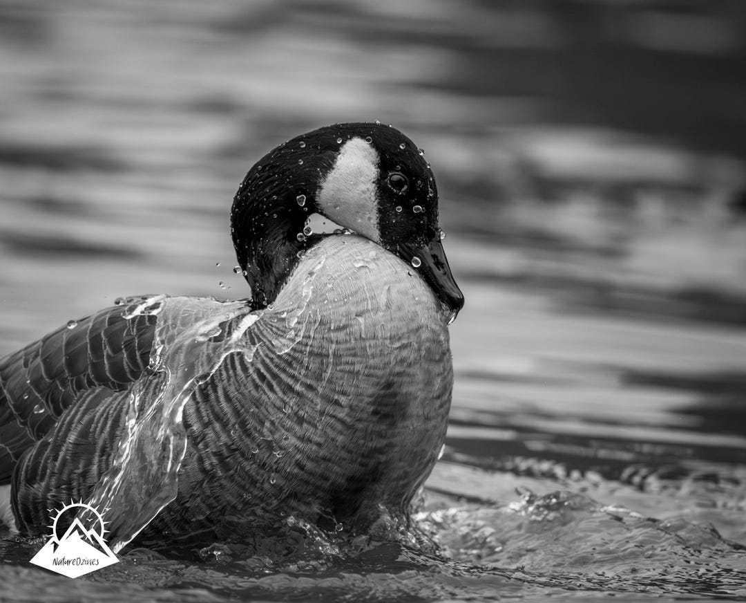 Goose Photograph Canada Goose Print Wildlife Dorm Decor Natured ...