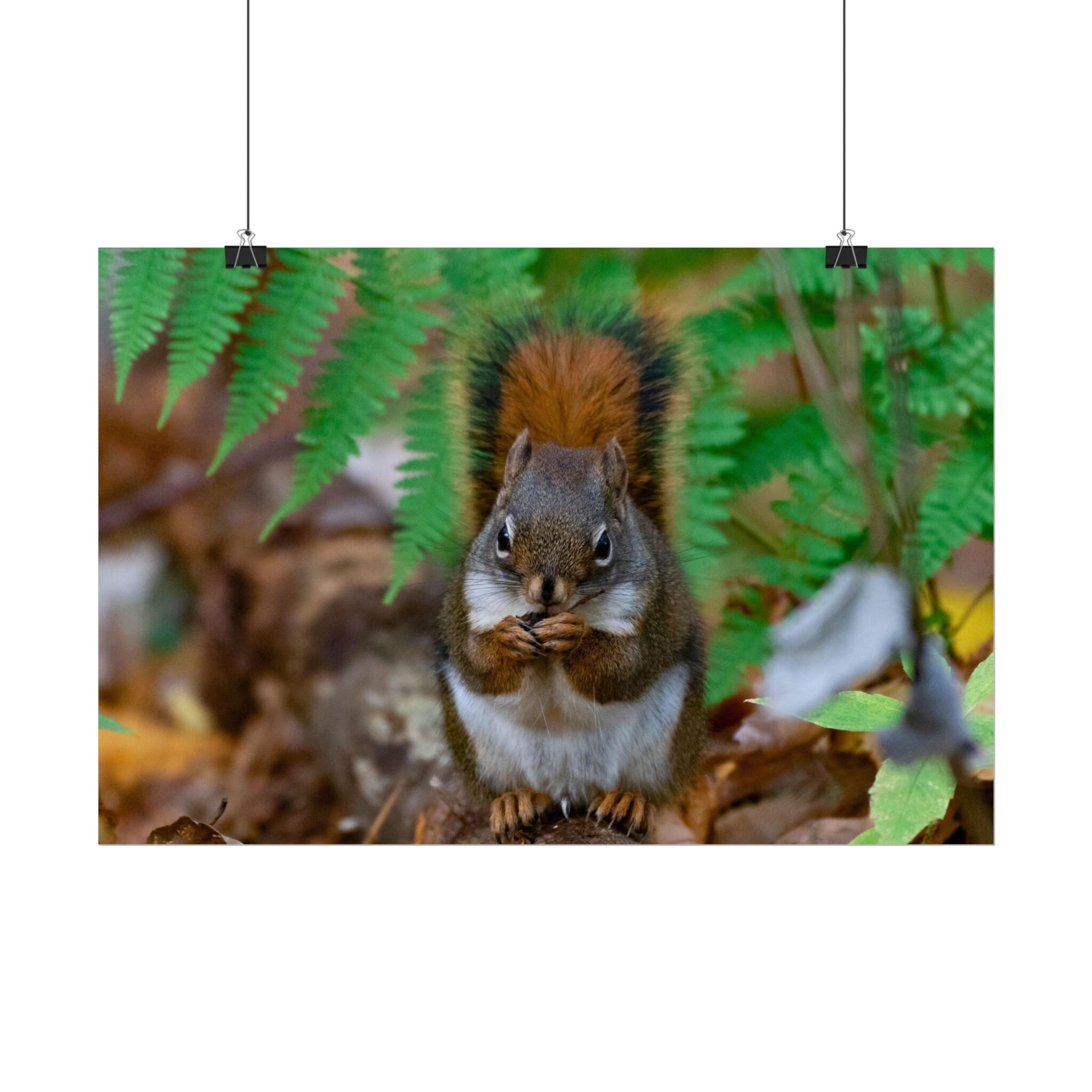 Red Squirrel Poster, Squirrel Poster, Squirrel Print, Wildlife Poster ...