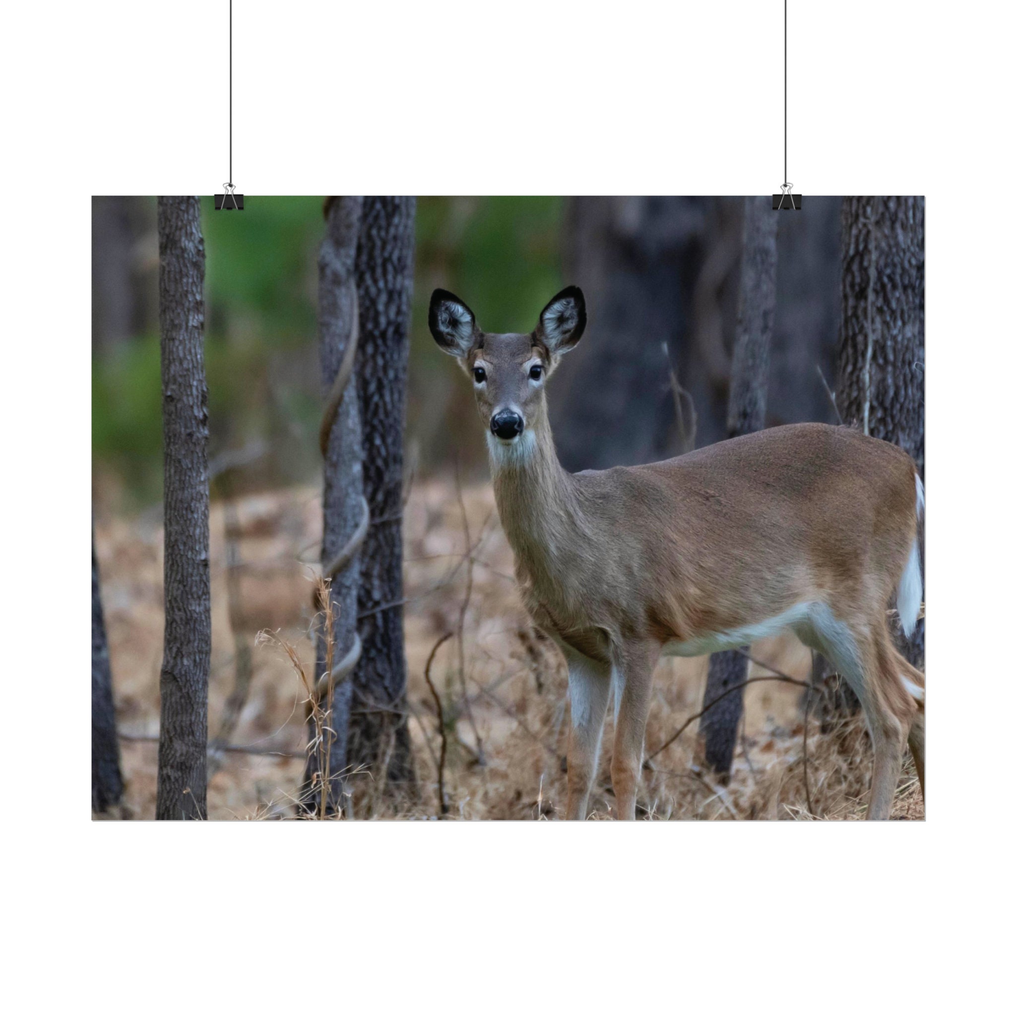 Deer Poster Whitetail Deer Poster Deer Wall Hanging Wildlife Artwork ...