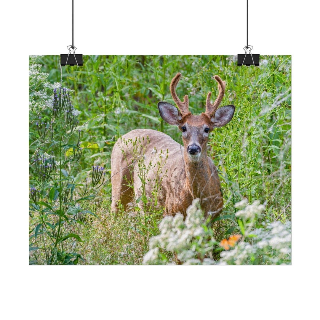 Deer Poster Whitetail Deer Lover Artwork Wildlife Dorm Decor Nature ...