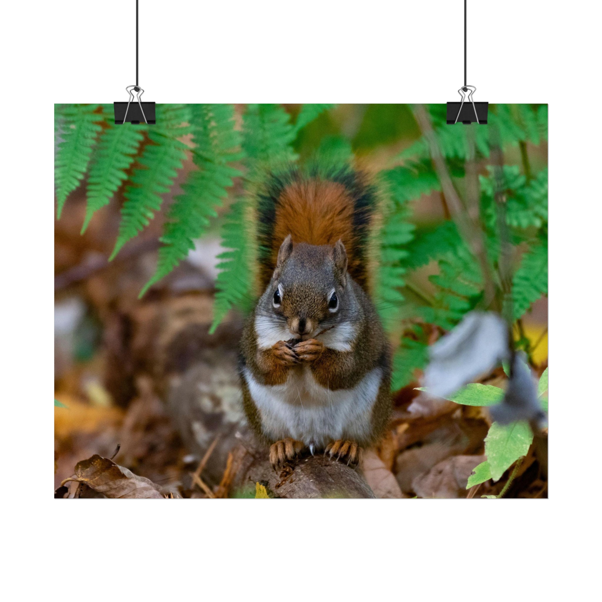 Red Squirrel Poster, Squirrel Poster, Squirrel Print, Wildlife Poster ...