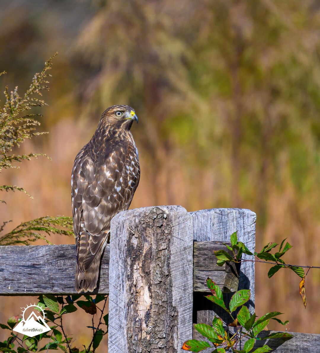 Hawk Photograph Wildlife Artwork Hawk Lover Print Wildlife Dorm Decor ...