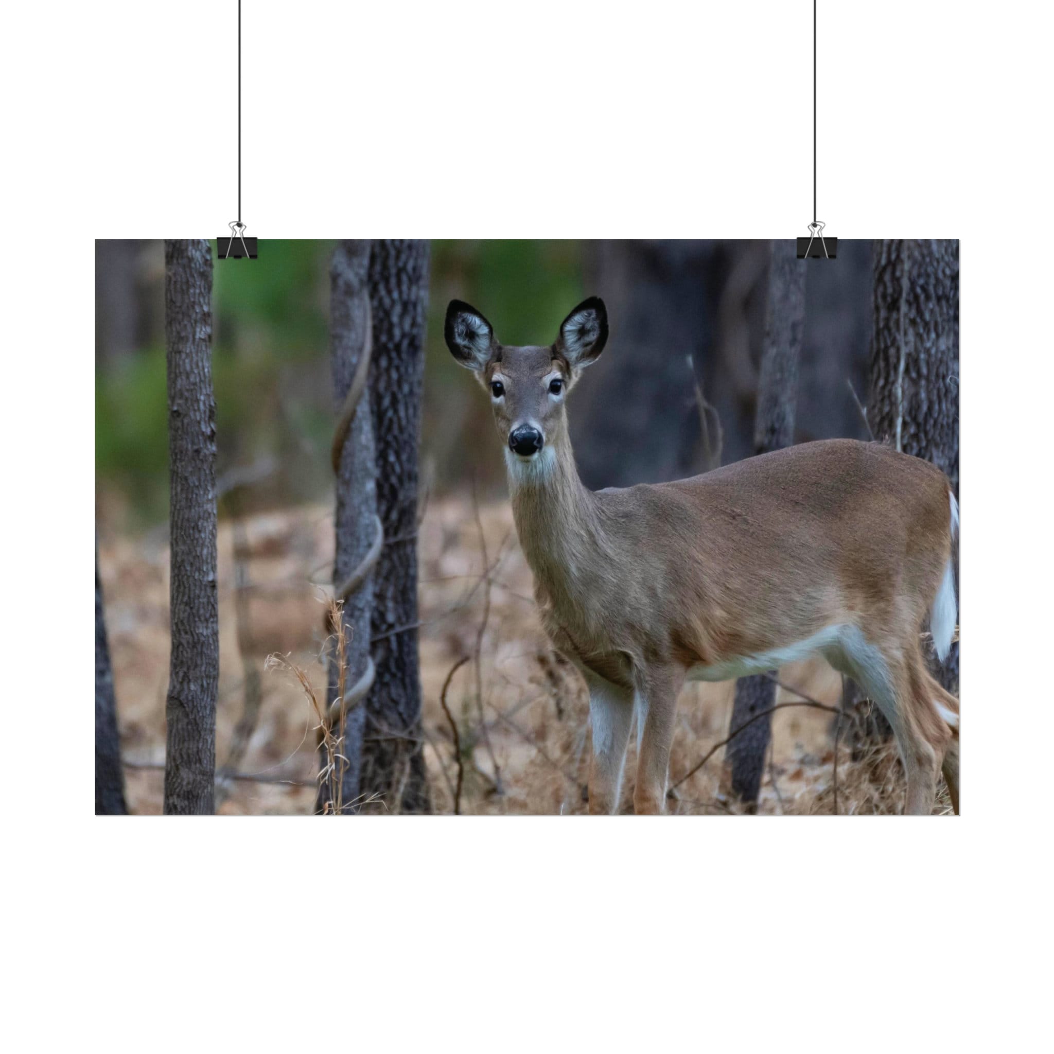 Whitetail Deer Poster doe, Deer Poster, Deer Print, Deer Artwork, Fine ...
