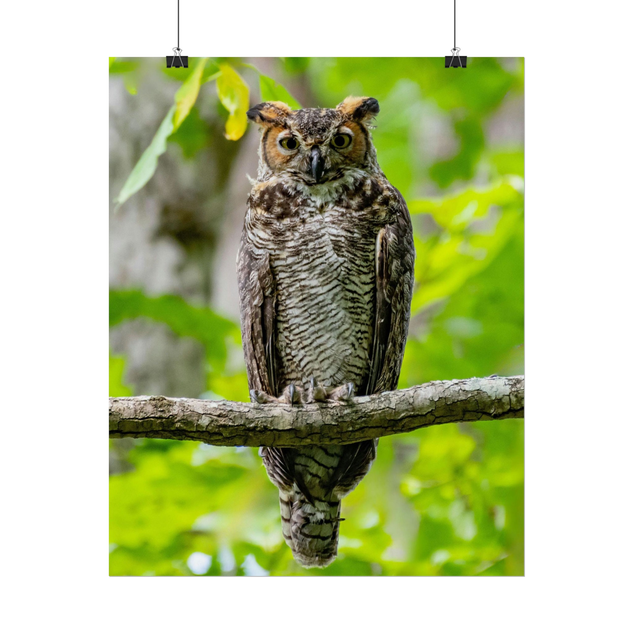 Great Horned Owl Poster, Owl Poster, Wildlife Poster, Owl Artwork, Fine ...