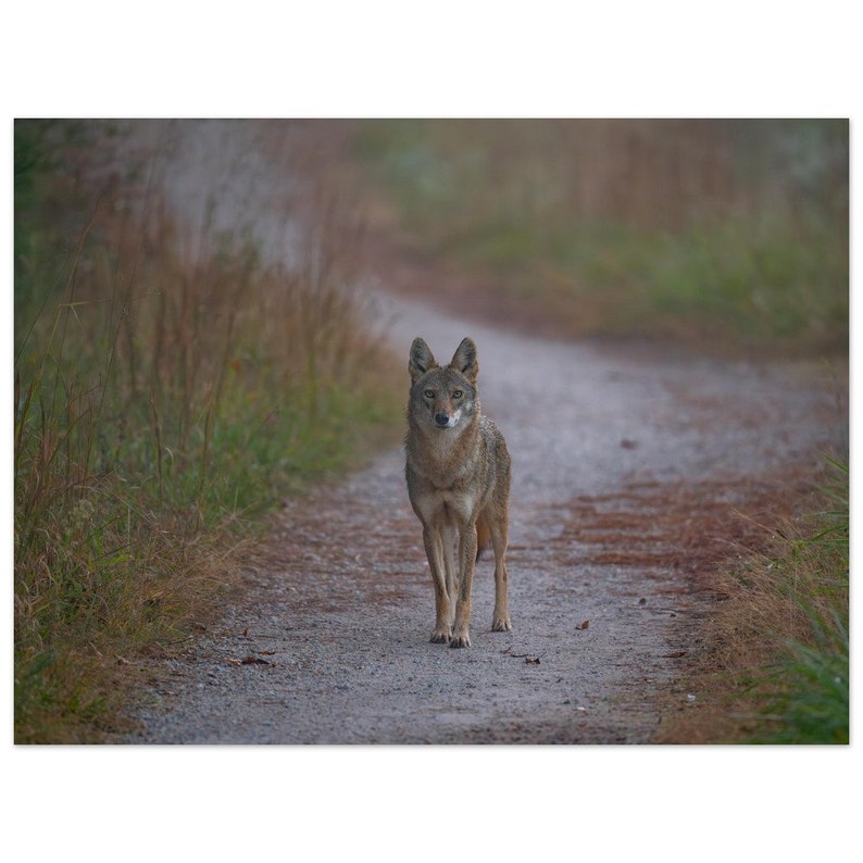 Coyote Poster, Coyote Print, Wildlife Artwork, Fine Art Wildlife ...
