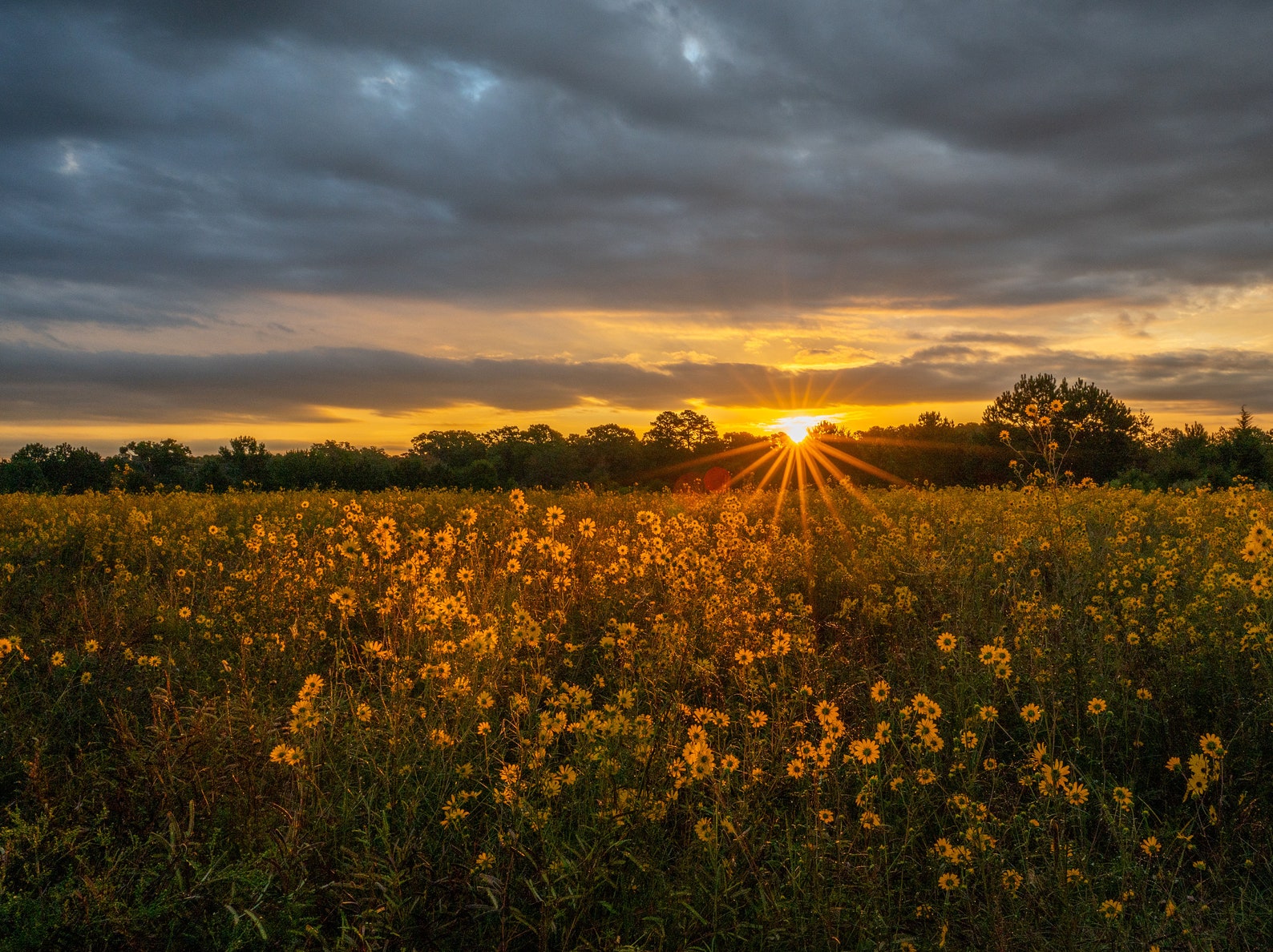 Sunrise Photograph, Golden Hour Print, Field of Flowers Print, Fine Art ...