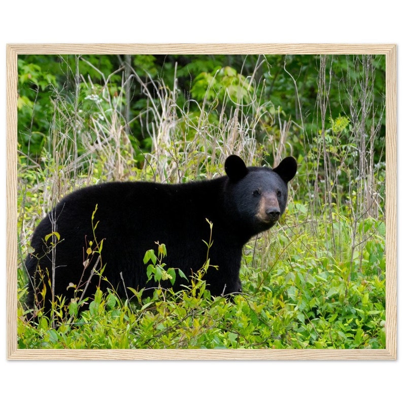 Black Bear Poster, Bear Print, Bear Artwork, Wildlife Poster, Fine Art ...