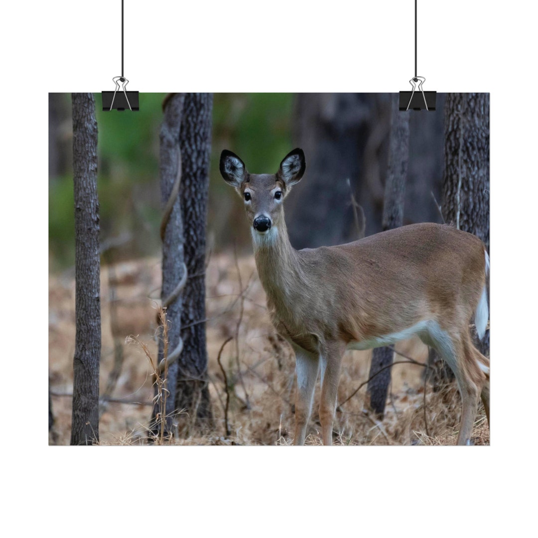 Deer Poster Whitetail Deer Poster Deer Wall Hanging Wildlife Artwork ...