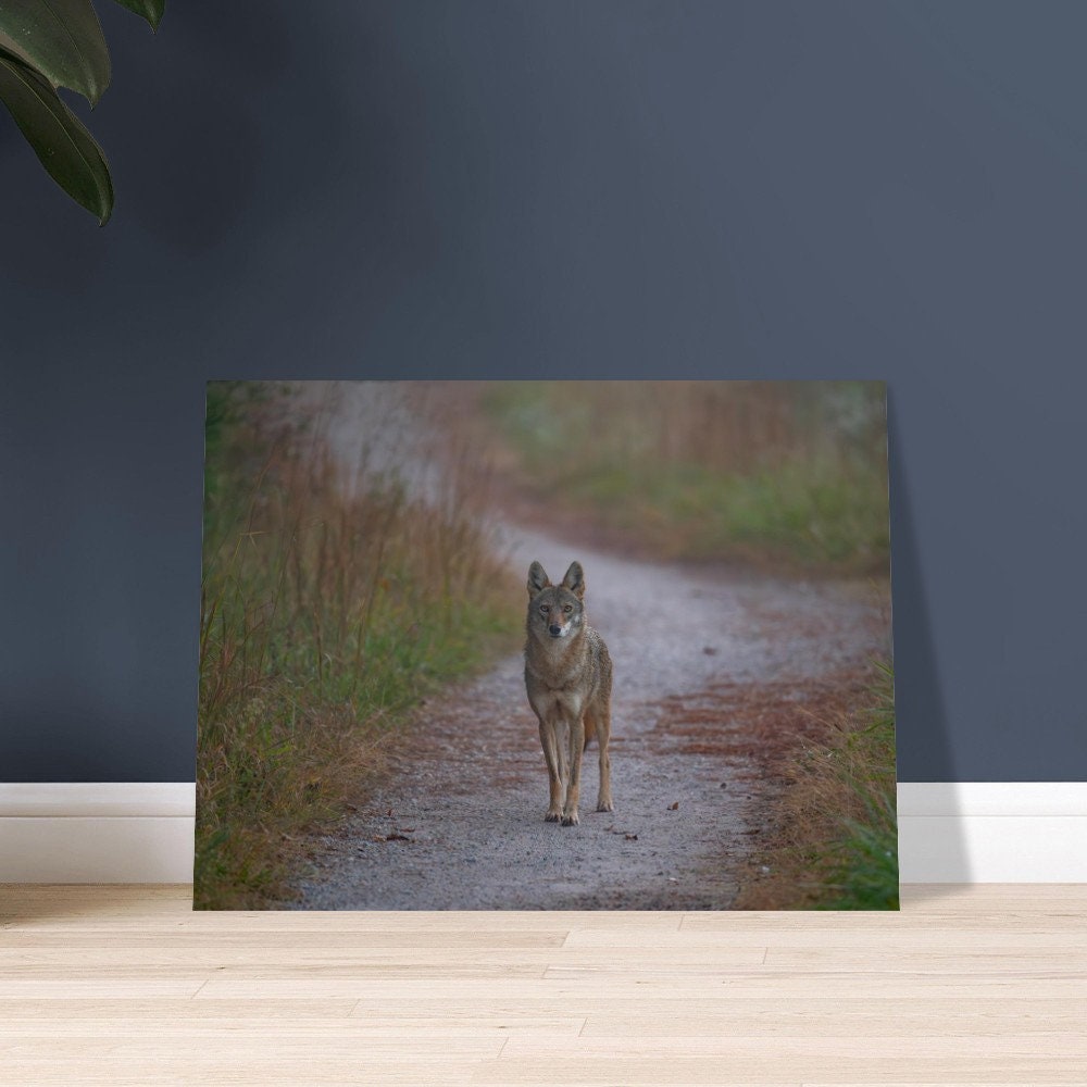 Coyote Poster, Coyote Print, Wildlife Artwork, Fine Art Wildlife ...