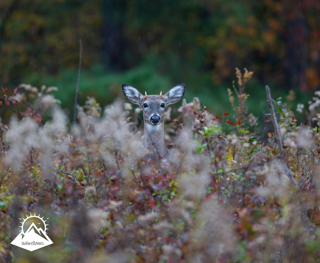 Deer Photograph Whitetail Deer Lover Art Wildlife Dorm Decor Nature Inspired Classroom Wall ...