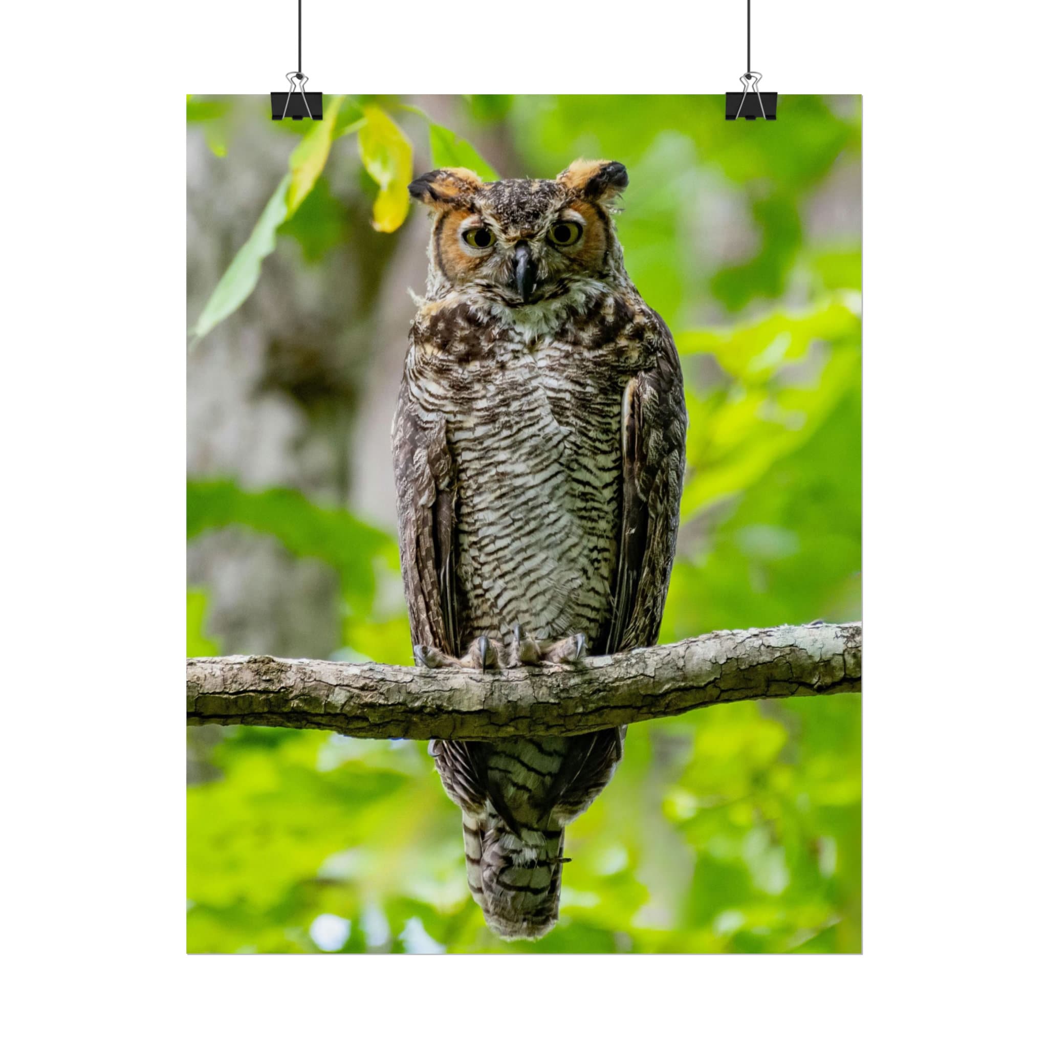 Great Horned Owl Poster, Owl Poster, Wildlife Poster, Owl Artwork, Fine ...