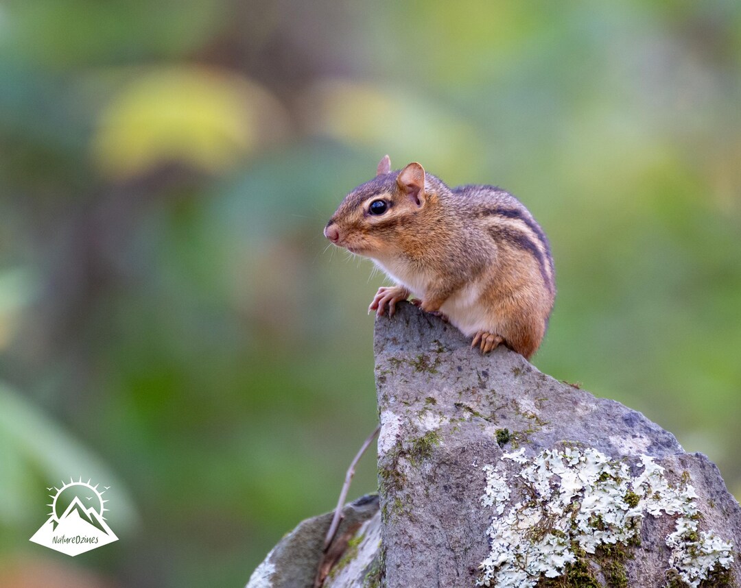 Chipmunk Photograph Chipmunk Lover Print Chipmunk Wall Art Wildlife ...