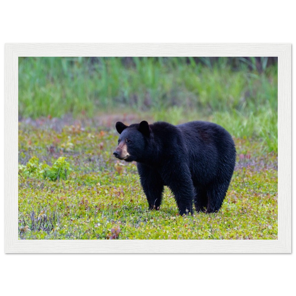 Bear Poster Black Bear Print Bear Wall Art Wildlife Lover Poster Rustic ...
