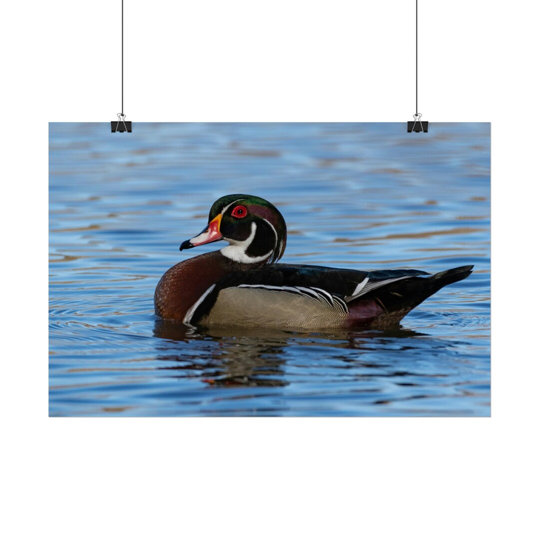 Wood Duck Poster, Duck Poster, Wildlife Poster, Duck Artwork, Fine Art ...