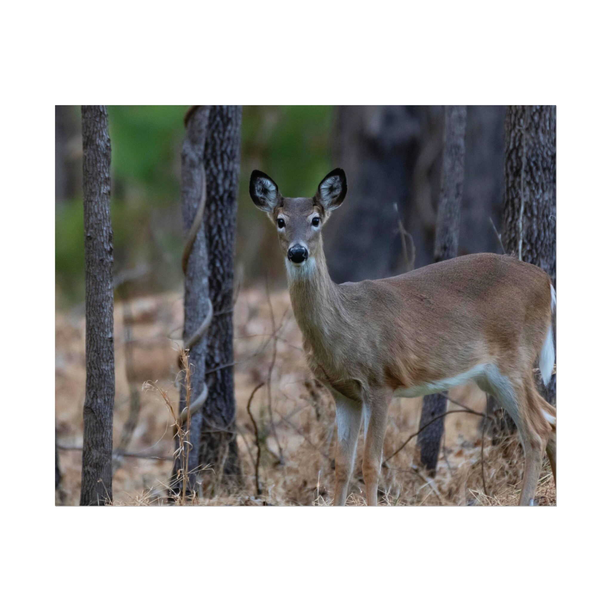 Deer Poster Whitetail Deer Poster Deer Wall Hanging Wildlife Artwork ...