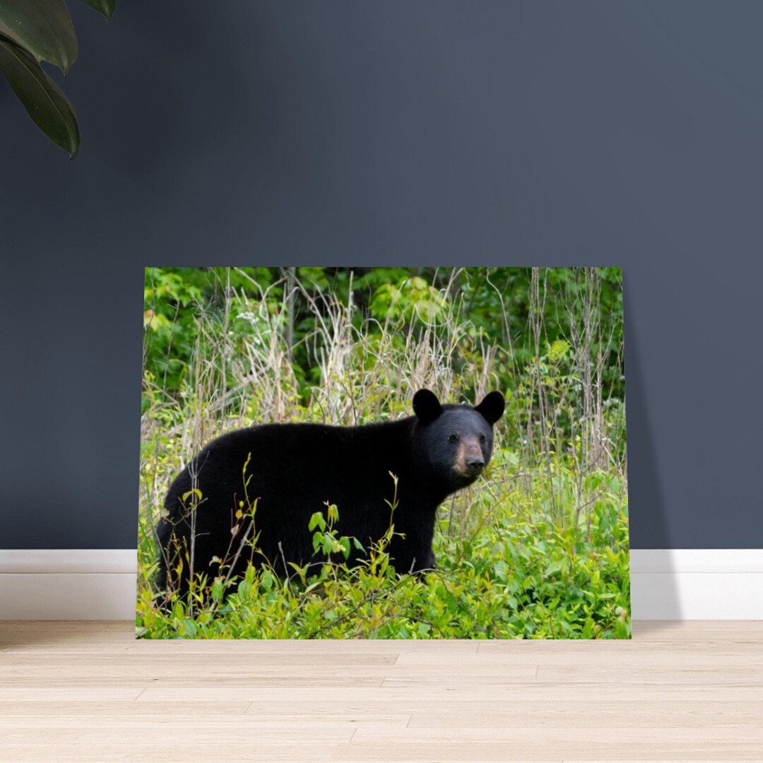 Black Bear Poster, Bear Print, Bear Artwork, Wildlife Poster, Fine Art ...