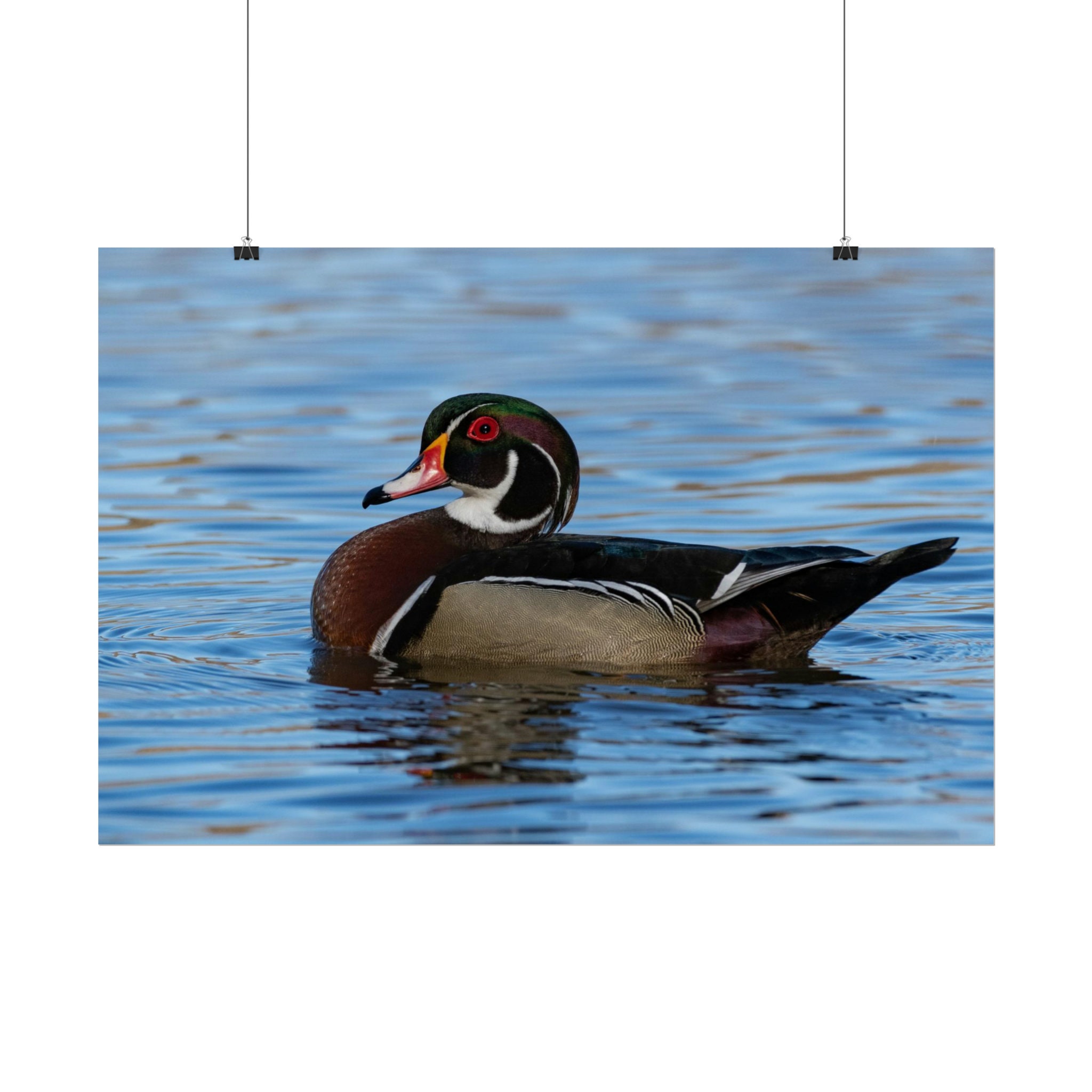 Wood Duck Poster, Duck Poster, Wildlife Poster, Duck Artwork, Fine Art ...