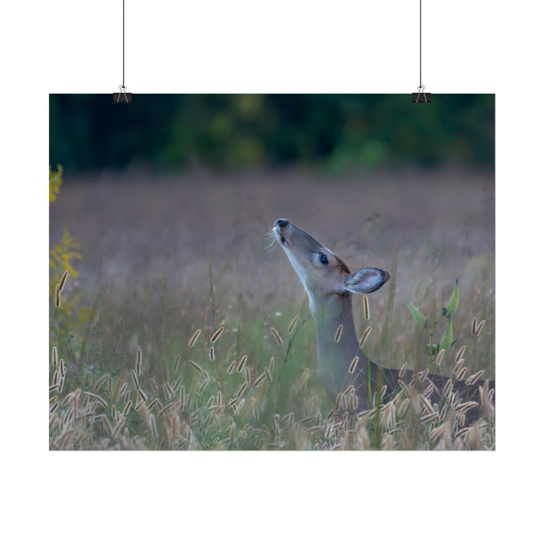 Whitetail Deer Poster, Deer Print, Wildlife Poster, Fine Art Wildlife ...