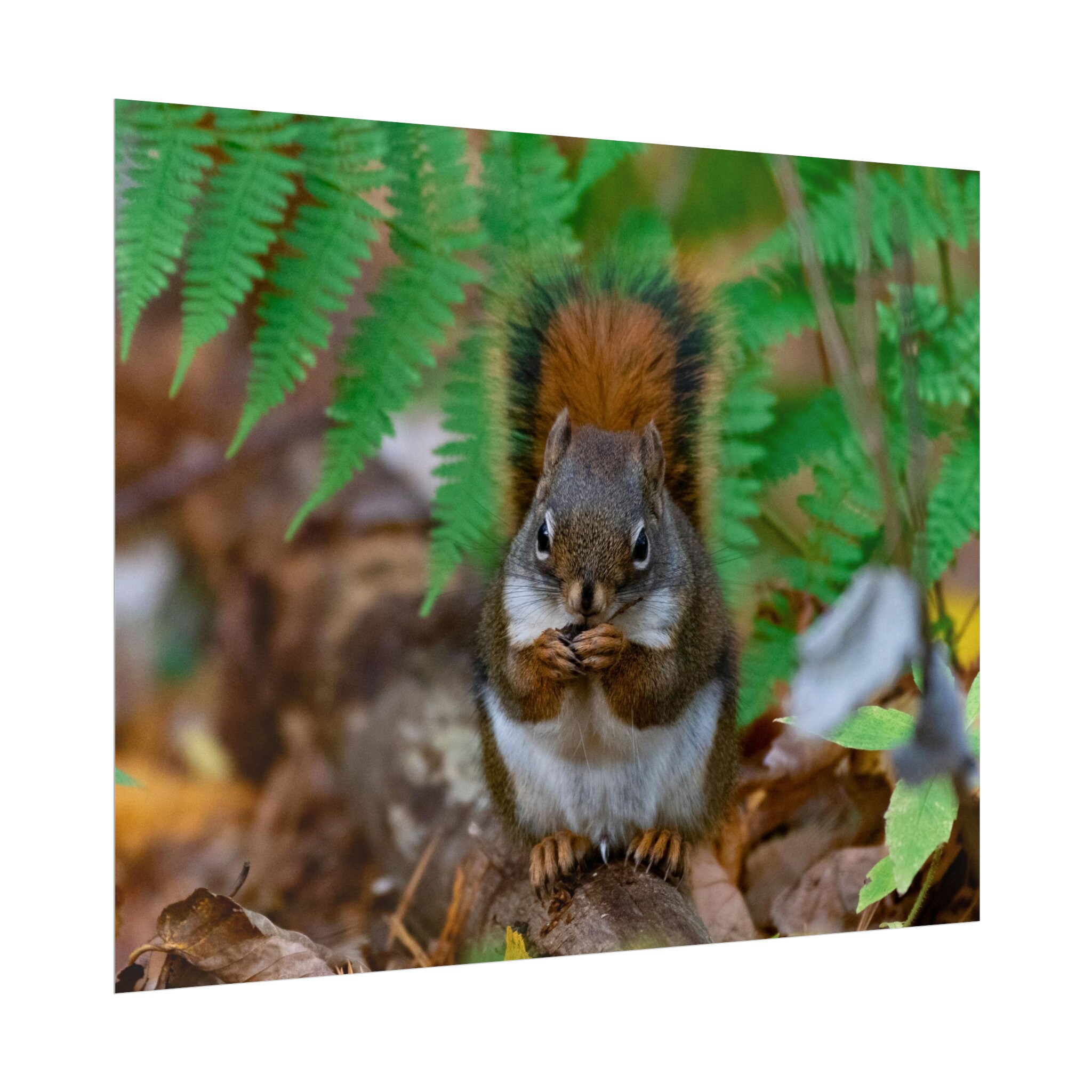 Red Squirrel Poster, Squirrel Poster, Squirrel Print, Wildlife Poster ...
