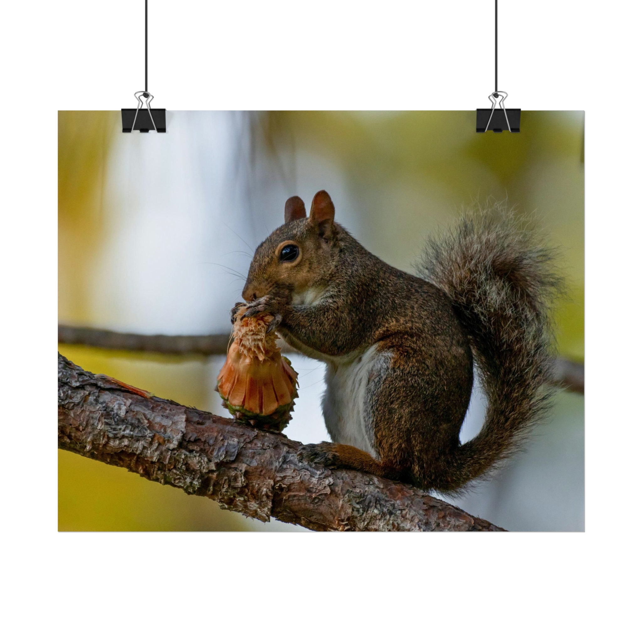 Gray Squirrel Poster, Squirrel Poster, Squirrel Print, Wildlife Poster ...
