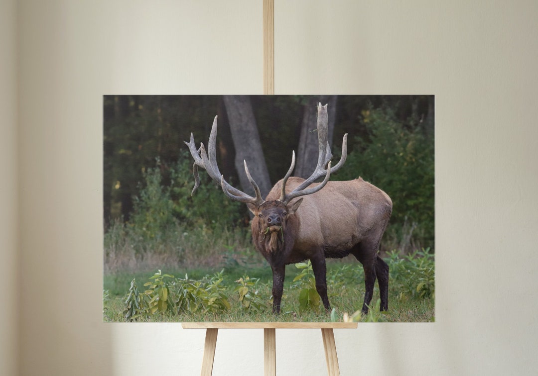 Big Bull Elk Canvas, Large Wall Art, Wall Decor, Wildlife Print ...