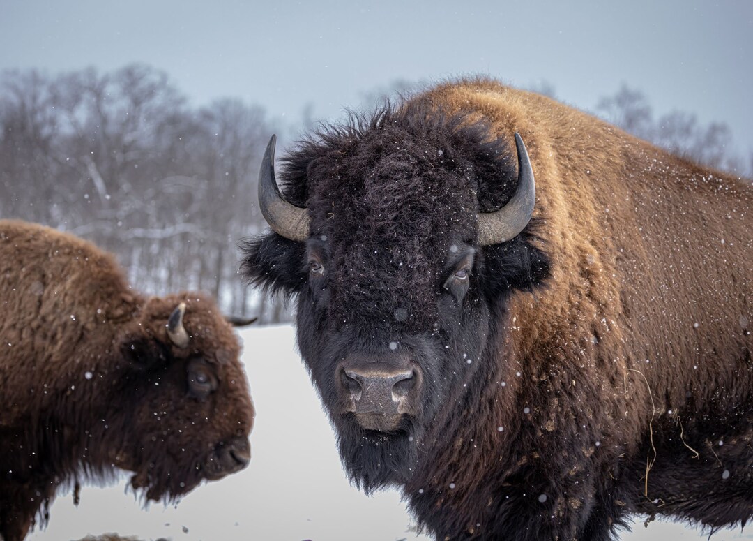 Buffalo Canvas. Bison in Snow, Large Wall Art, Wall Decor, Wildlife ...