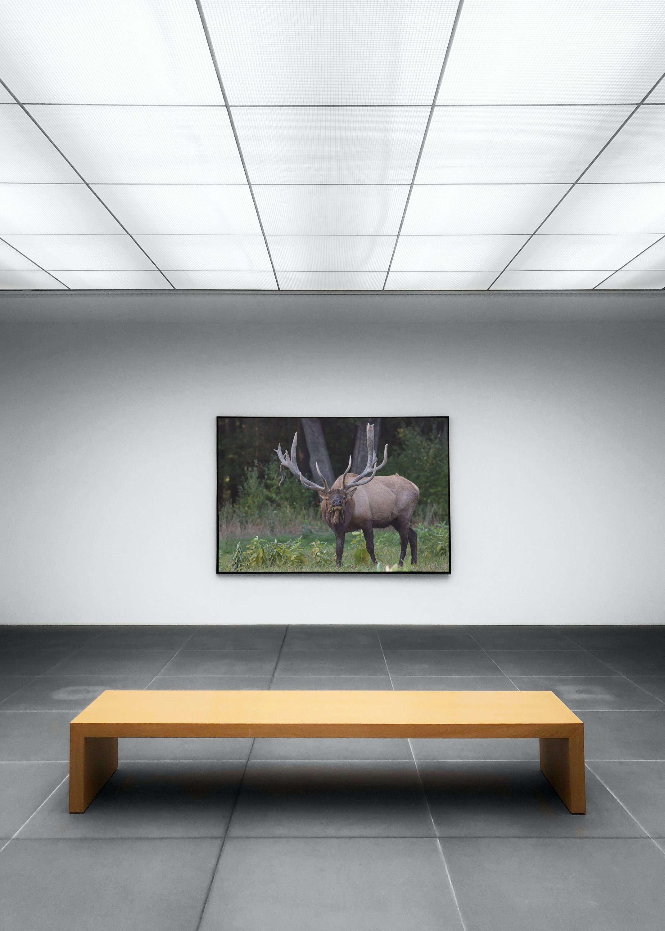 Big Bull Elk Canvas Large Wall Art Wall Decor Wildlife - Etsy