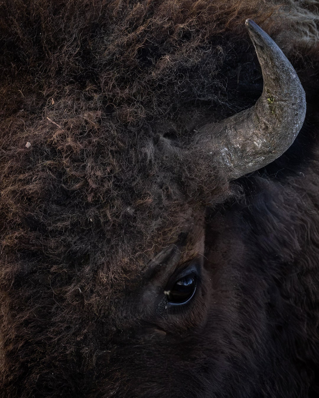 Huge Bison in Yellowstone, Buffalo Portrait, Large Wall Art, Wall Decor ...