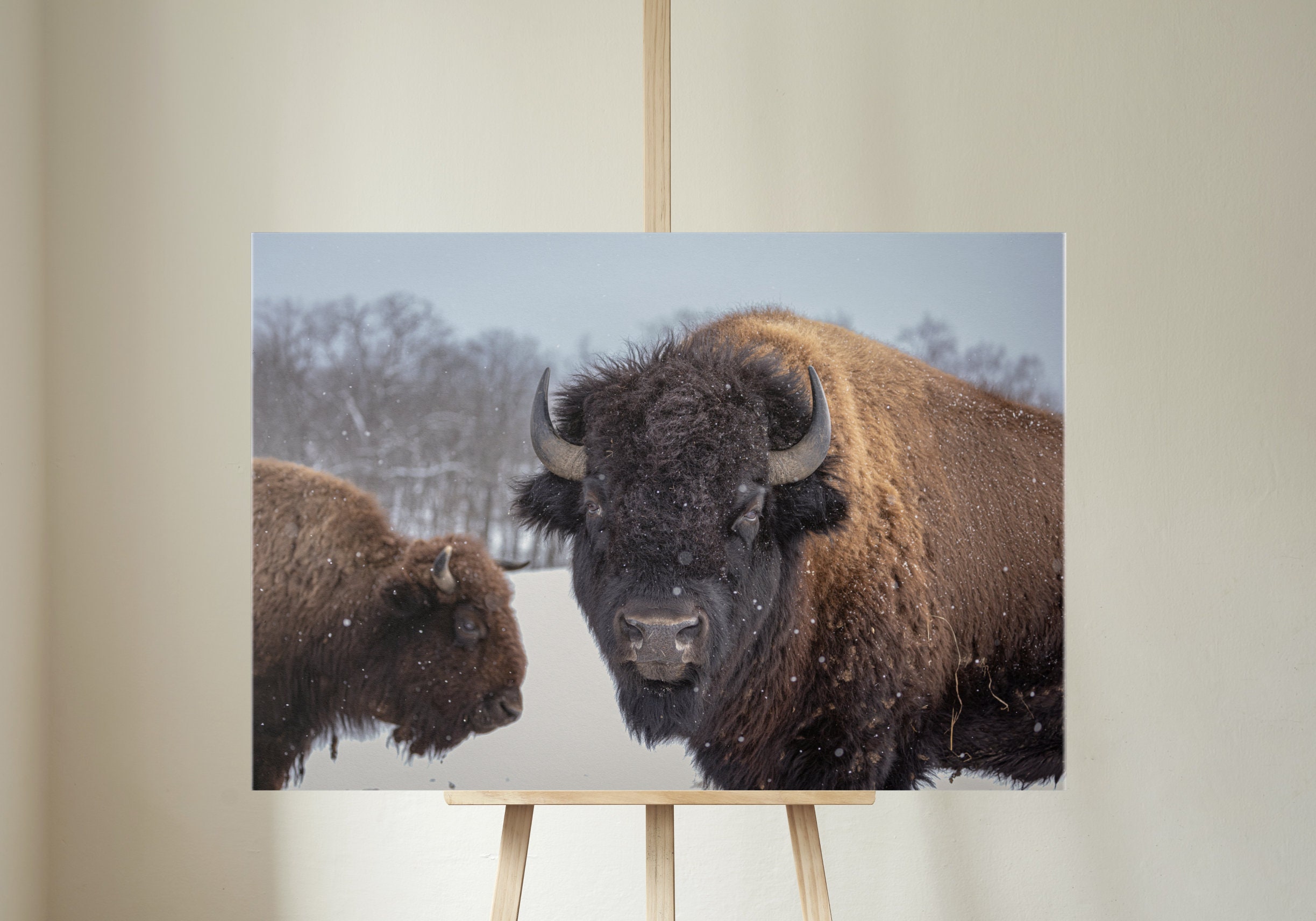 Buffalo Canvas. Bison in Snow, Large Wall Art, Wall Decor, Wildlife ...