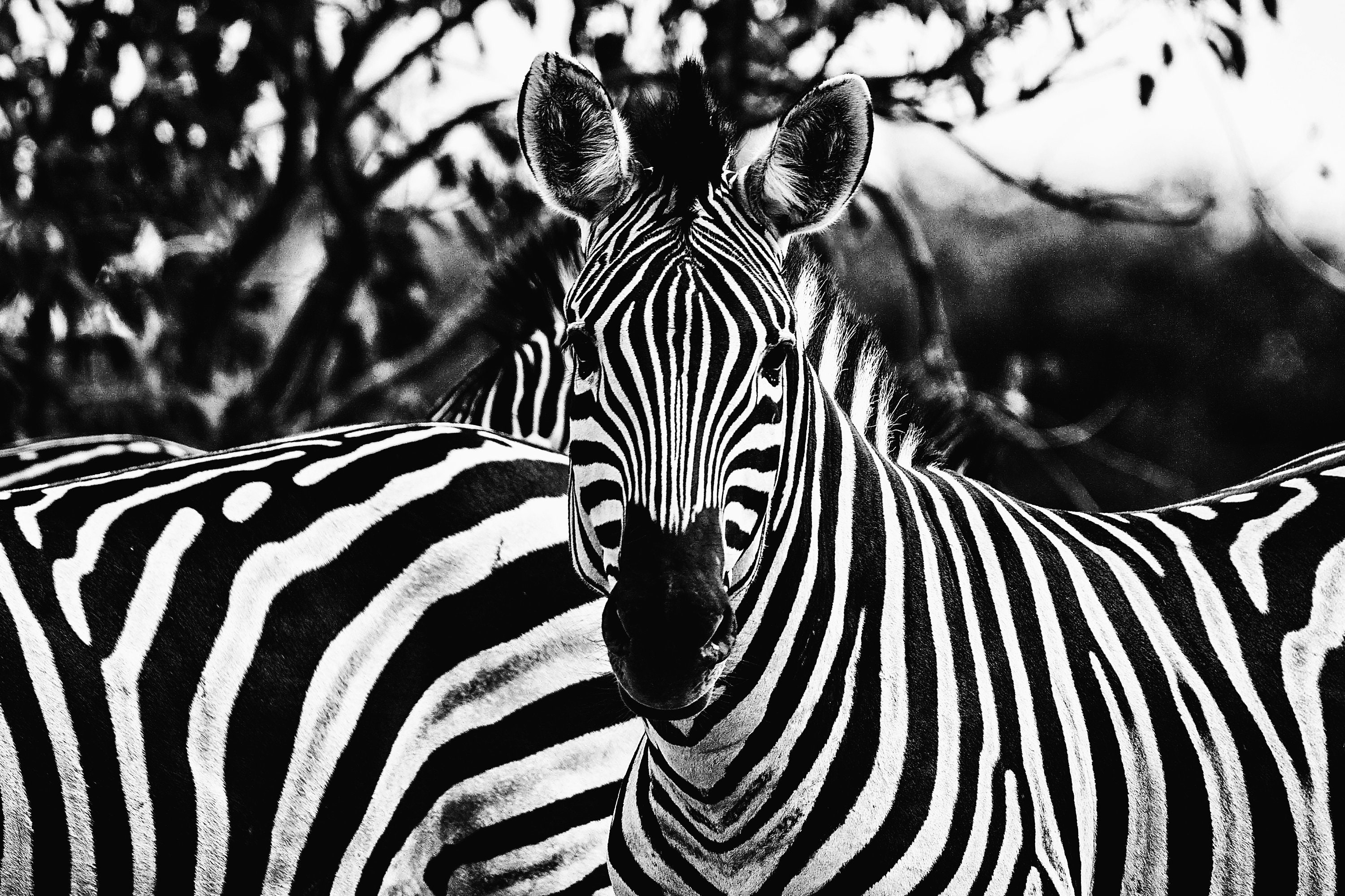 Black and White Zebra Wall Art, Zebra Photographic Print, Wildlife ...