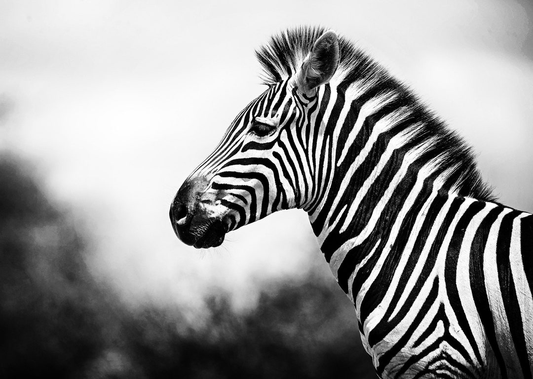 Black and White Zebra Wall Art, Zebra Photographic Print, Wildlife ...