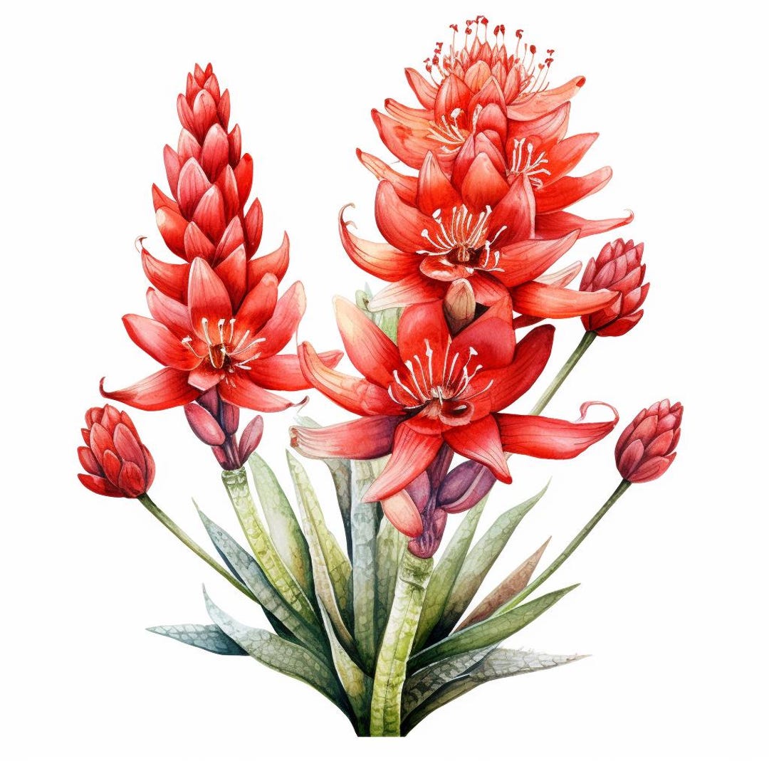 4 Png Wild South African Flowers Cliparts No Background - Etsy