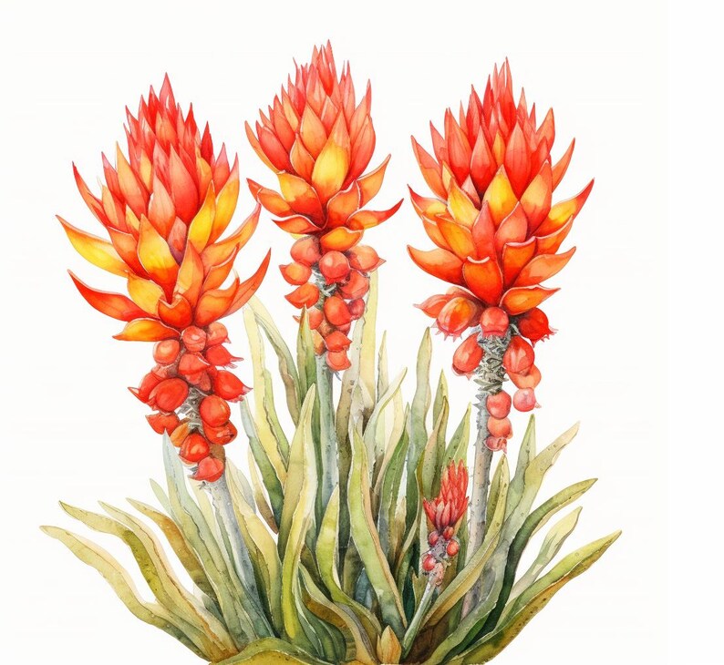 4 Png Wild South African Flowers Cliparts No Background - Etsy
