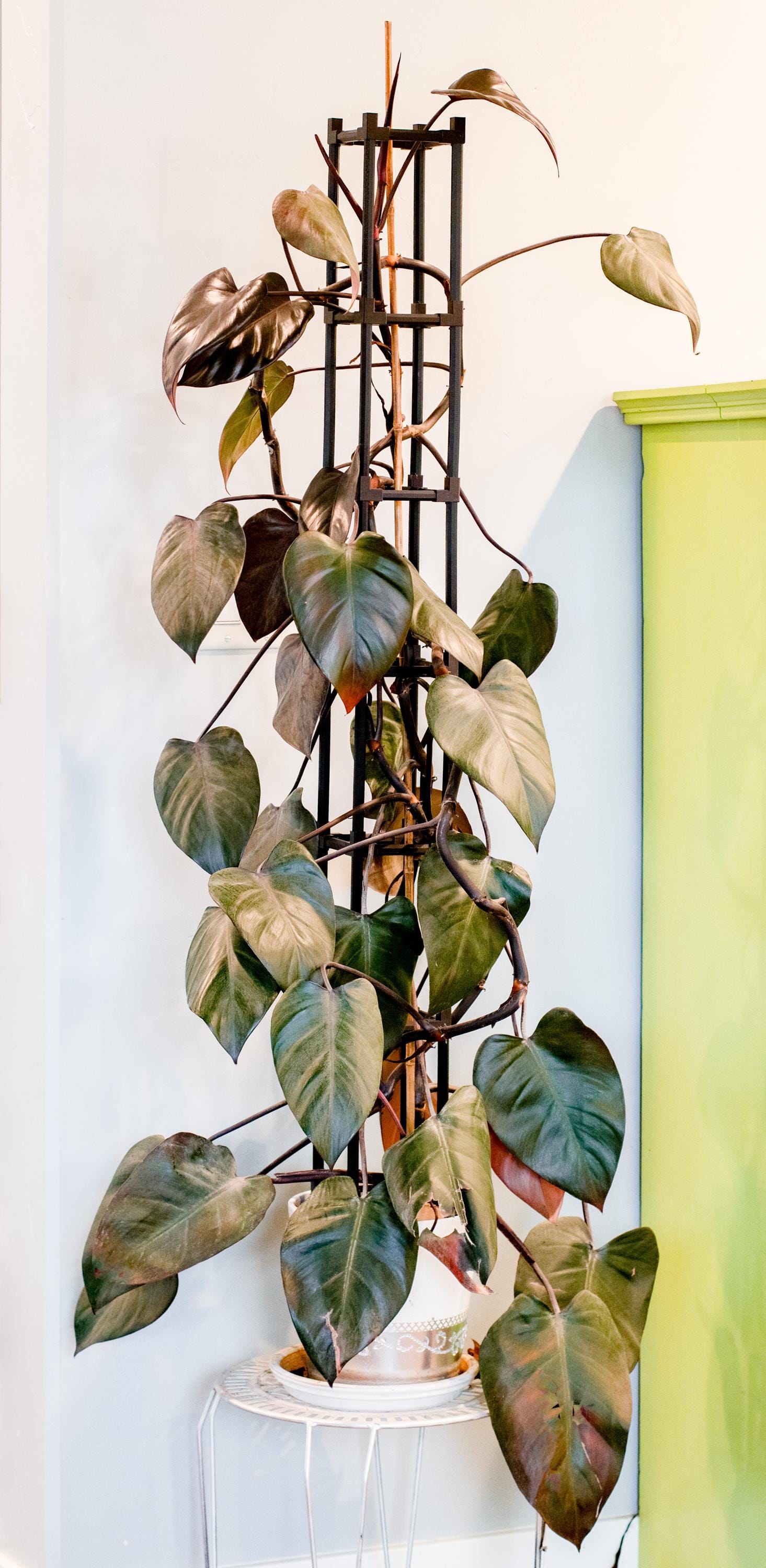 Leafy Links Plant Pole, Trellis, Scaffold, Support System for Healthier ...