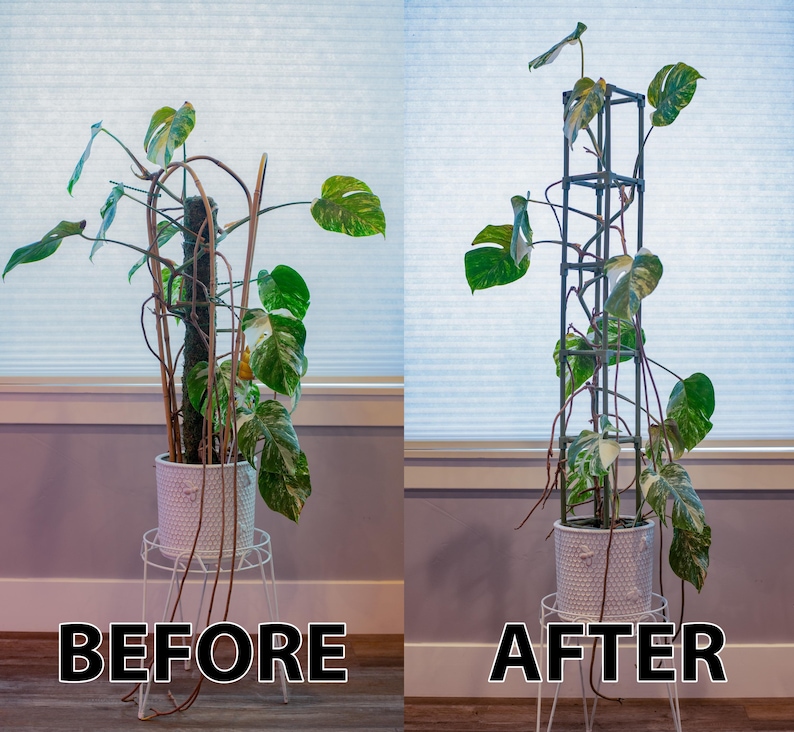 Leafy Links Plant Pole, Trellis, Scaffold, Support System for Healthier ...