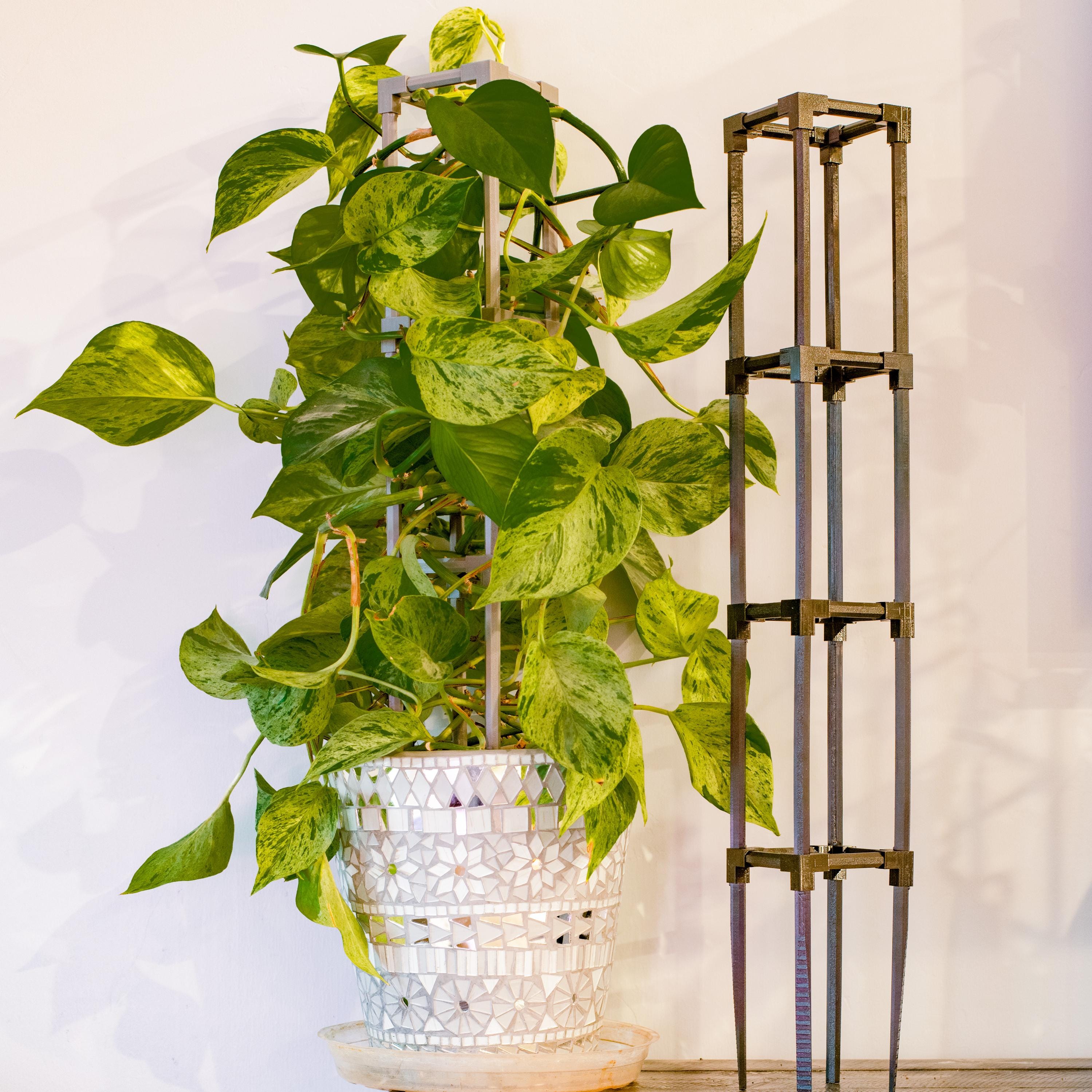 Leafy Links Plant Pole, Trellis, Scaffold, Support System for Healthier ...