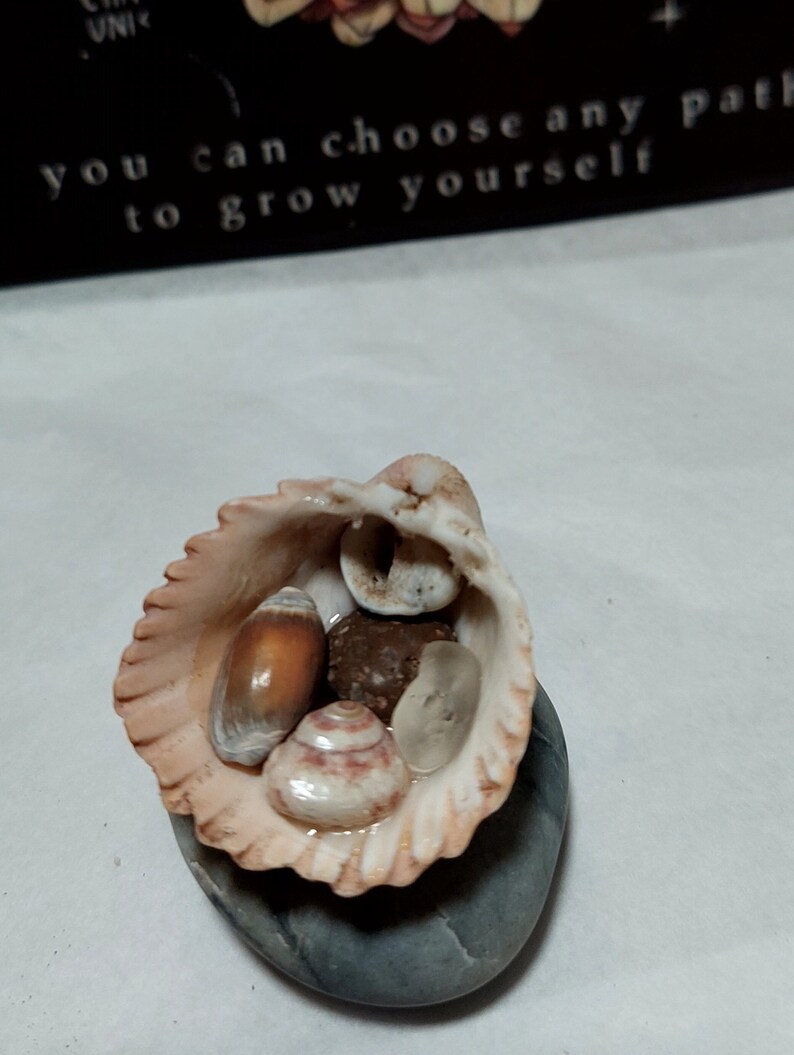 SEA Shell Display - Etsy