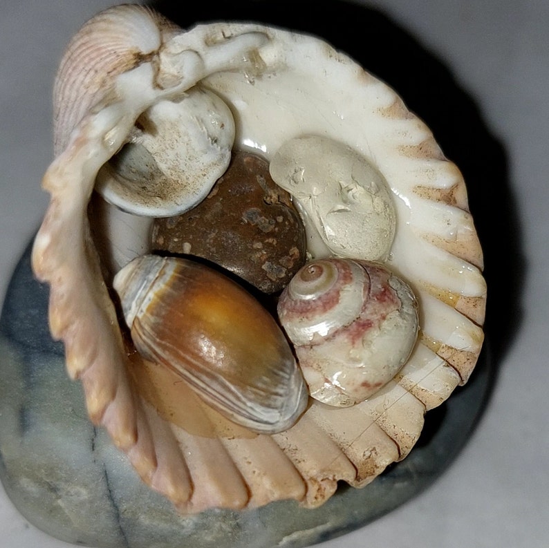 SEA Shell Display - Etsy