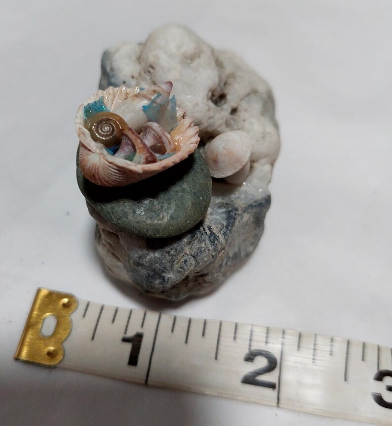 Sea Shell Display - Etsy