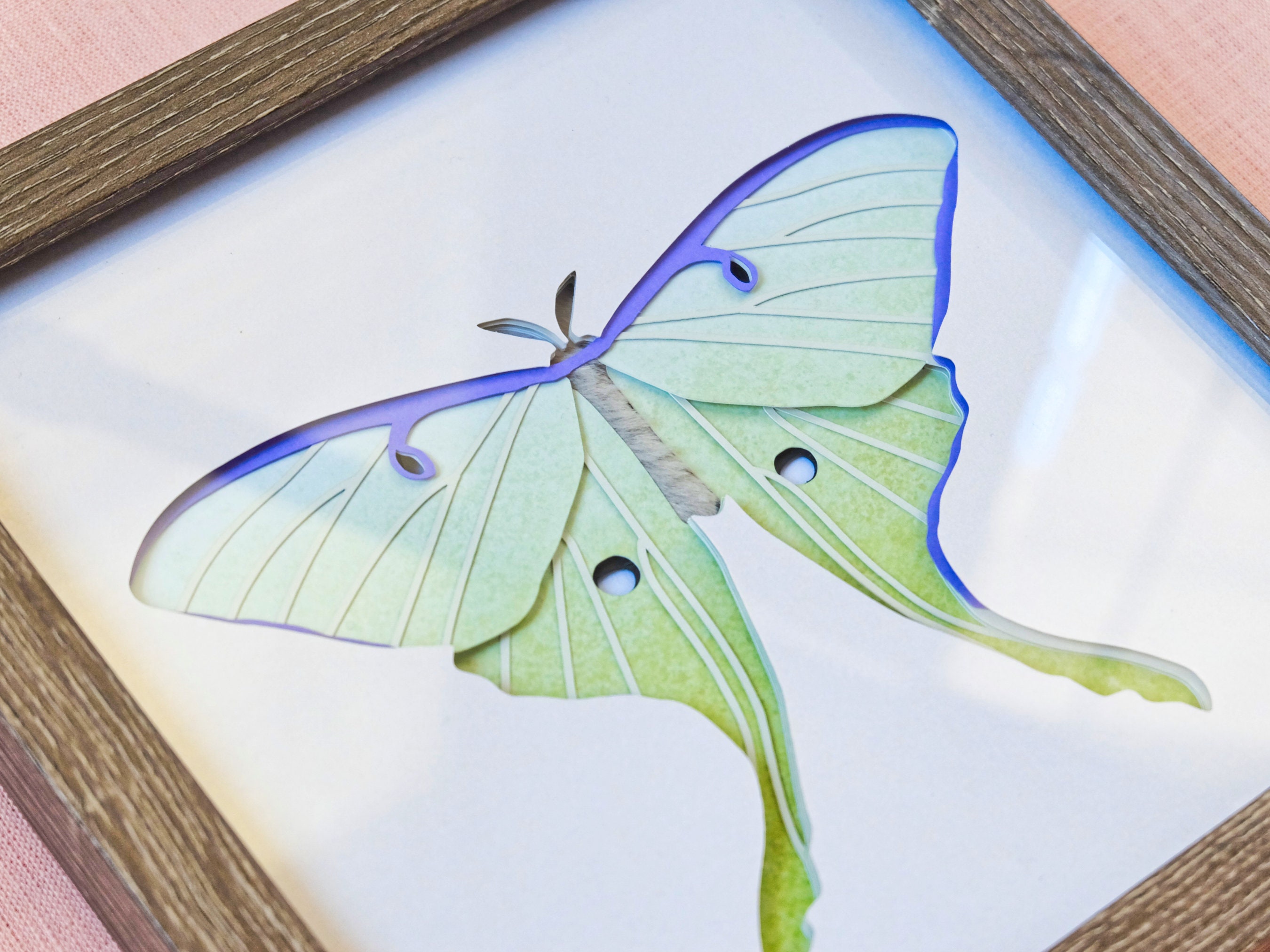 Luna Moth Shadowbox SVG Cricut Project Instant Digital - Etsy
