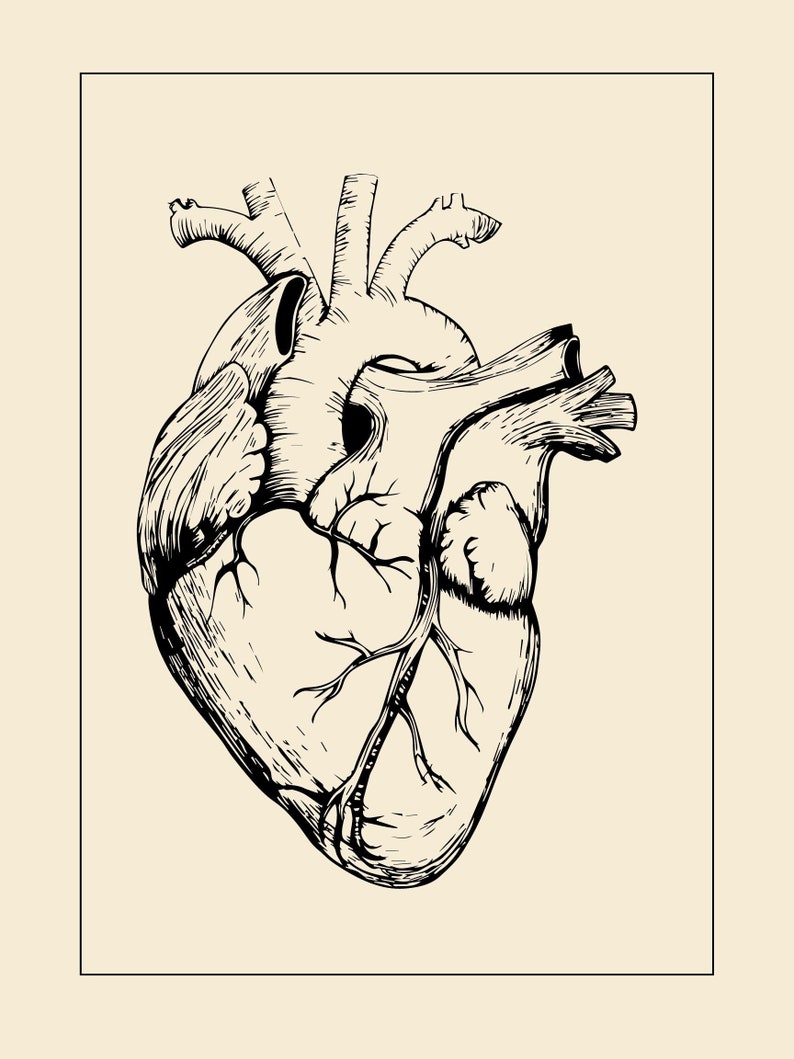 Heart Organ Poster - Etsy
