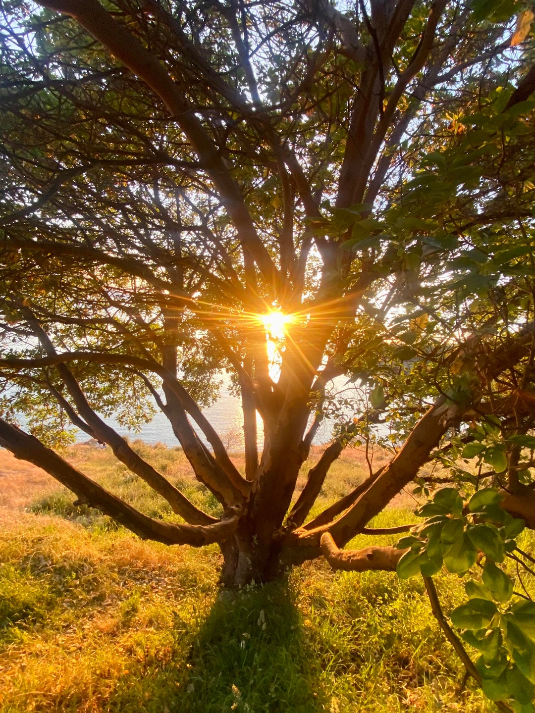The Golden Angel Tree | Metal Wall Art | Metal Prints - Etsy