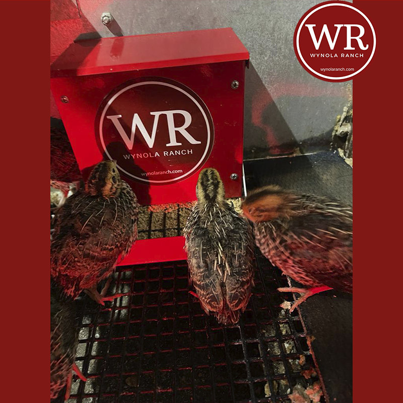 Quail J-feeder Heavy Duty 5.5” 2-pack - Etsy