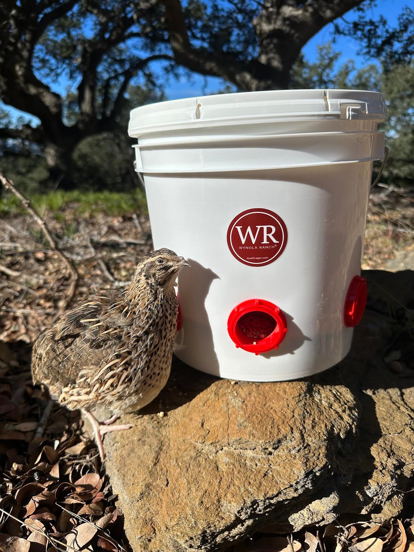 Quail Feeder Bucket ( 6 Port 2 Gal) - Etsy