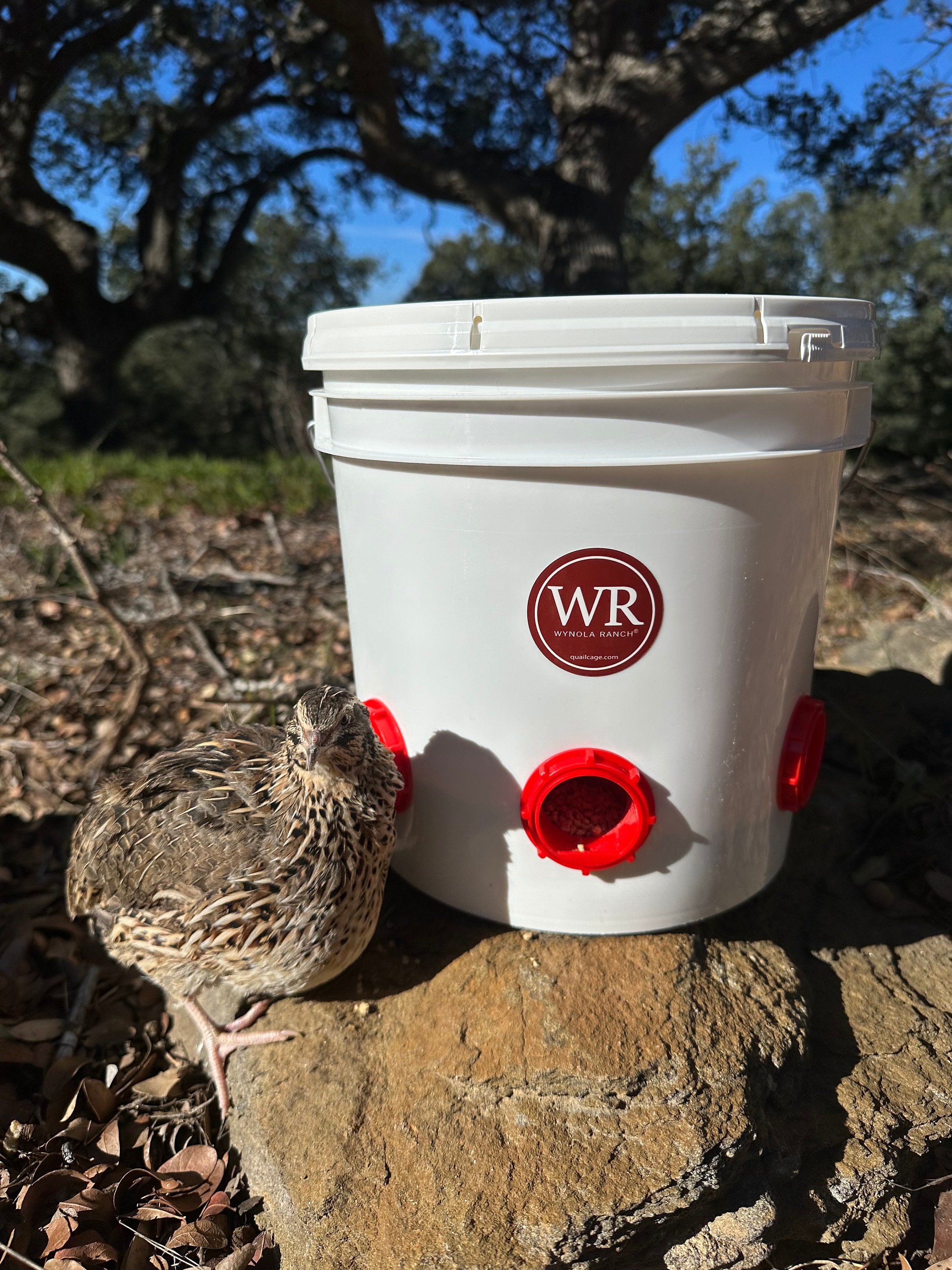 Quail Feeder Bucket ( 6 Port 2 Gal) - Etsy